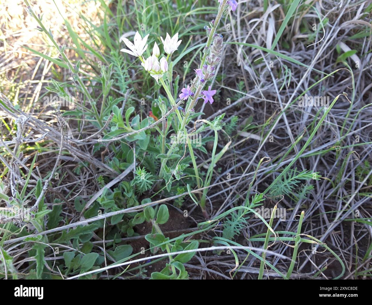 Texas vervain (Verbena halei) Plantae Stock Photo - Alamy
