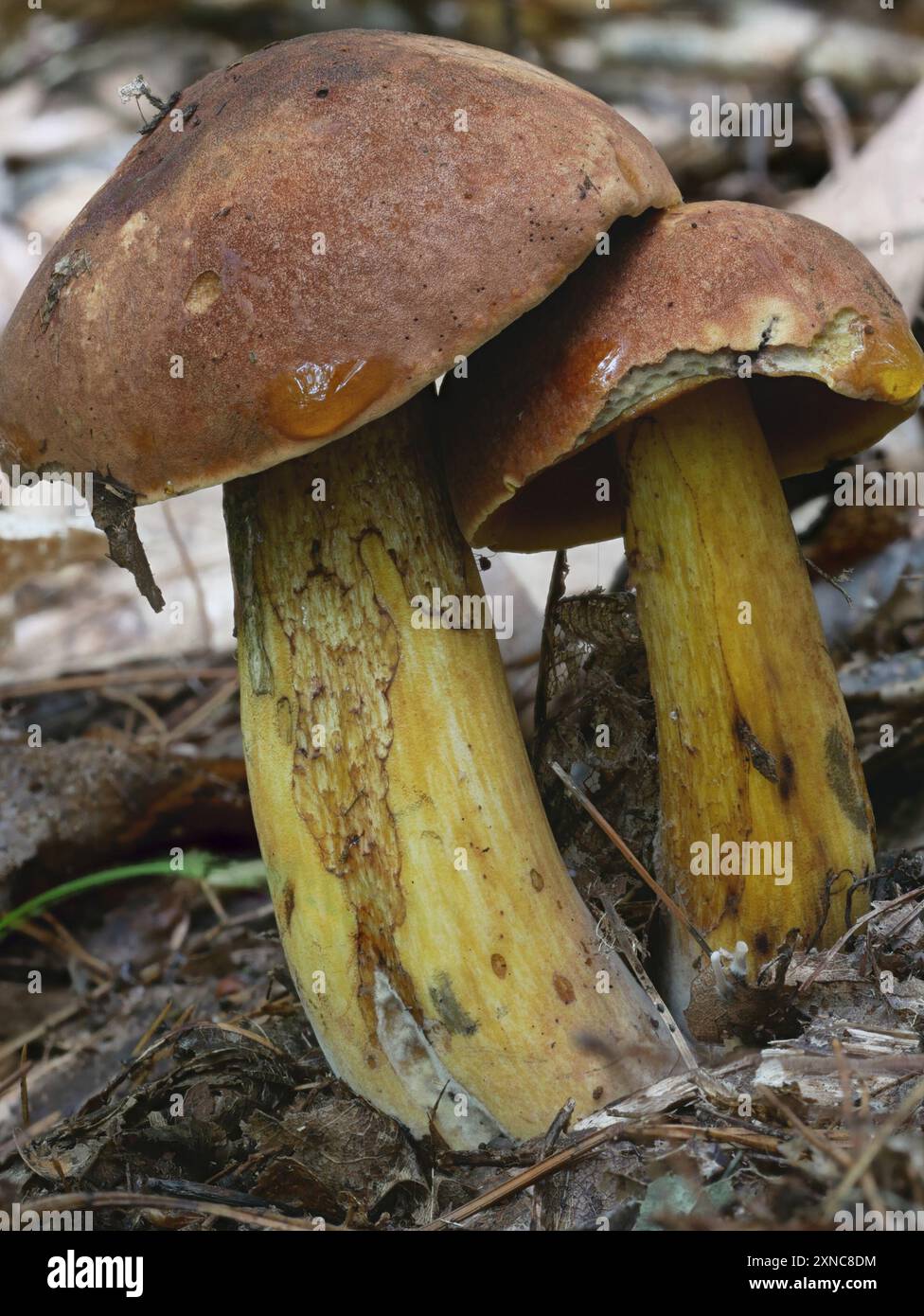 Red-mouth Bolete (Boletus subvelutipes) Fungi Stock Photo - Alamy