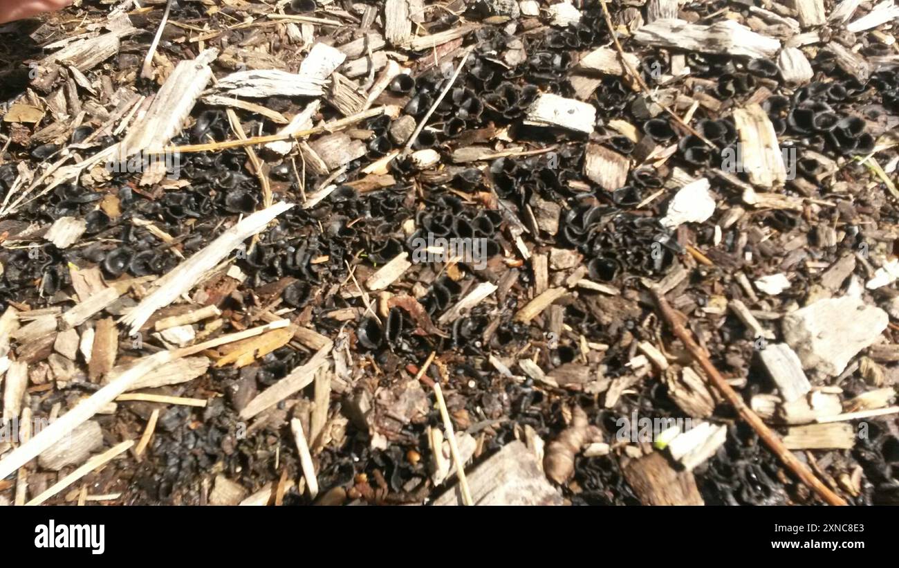 dung-loving bird's nest fungus (Cyathus stercoreus) Fungi Stock Photo ...