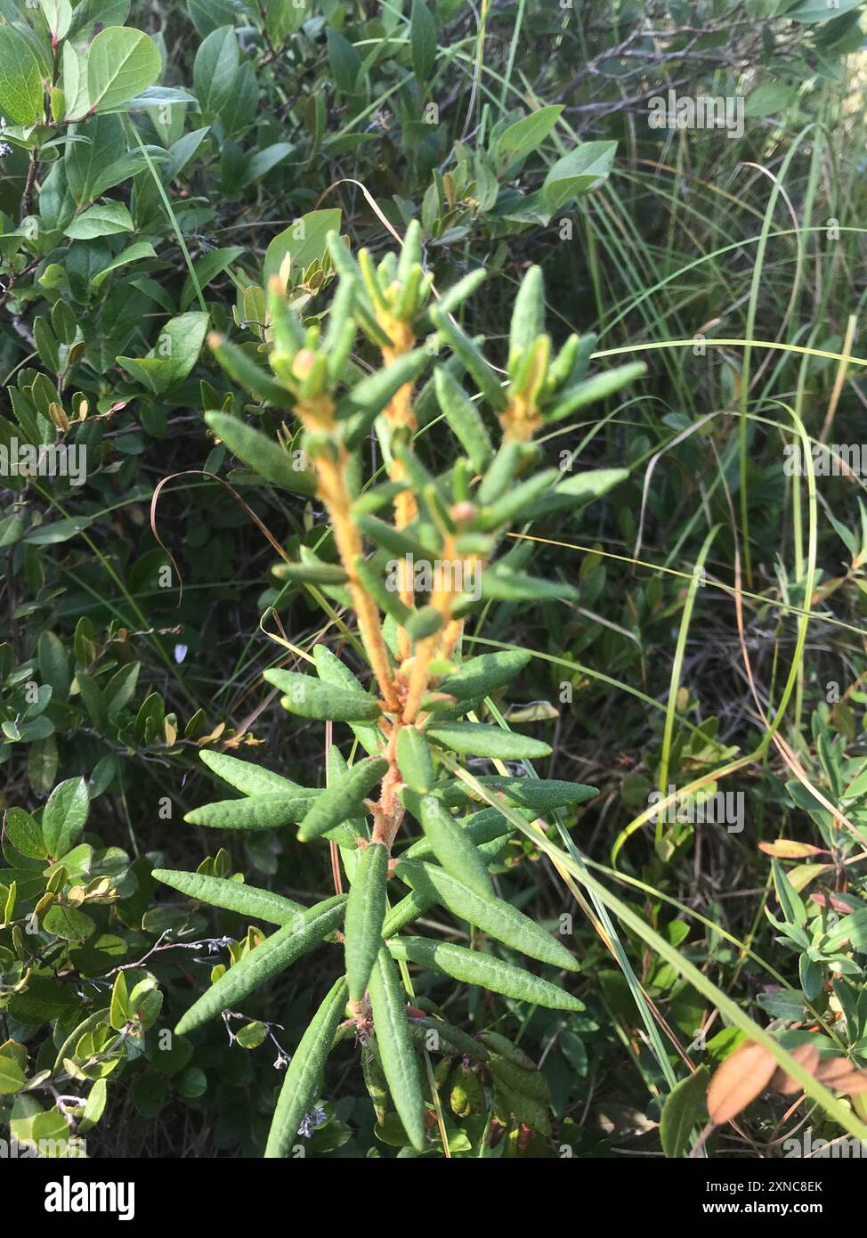 Bog Labrador Tea (Rhododendron groenlandicum) Plantae Stock Photo - Alamy