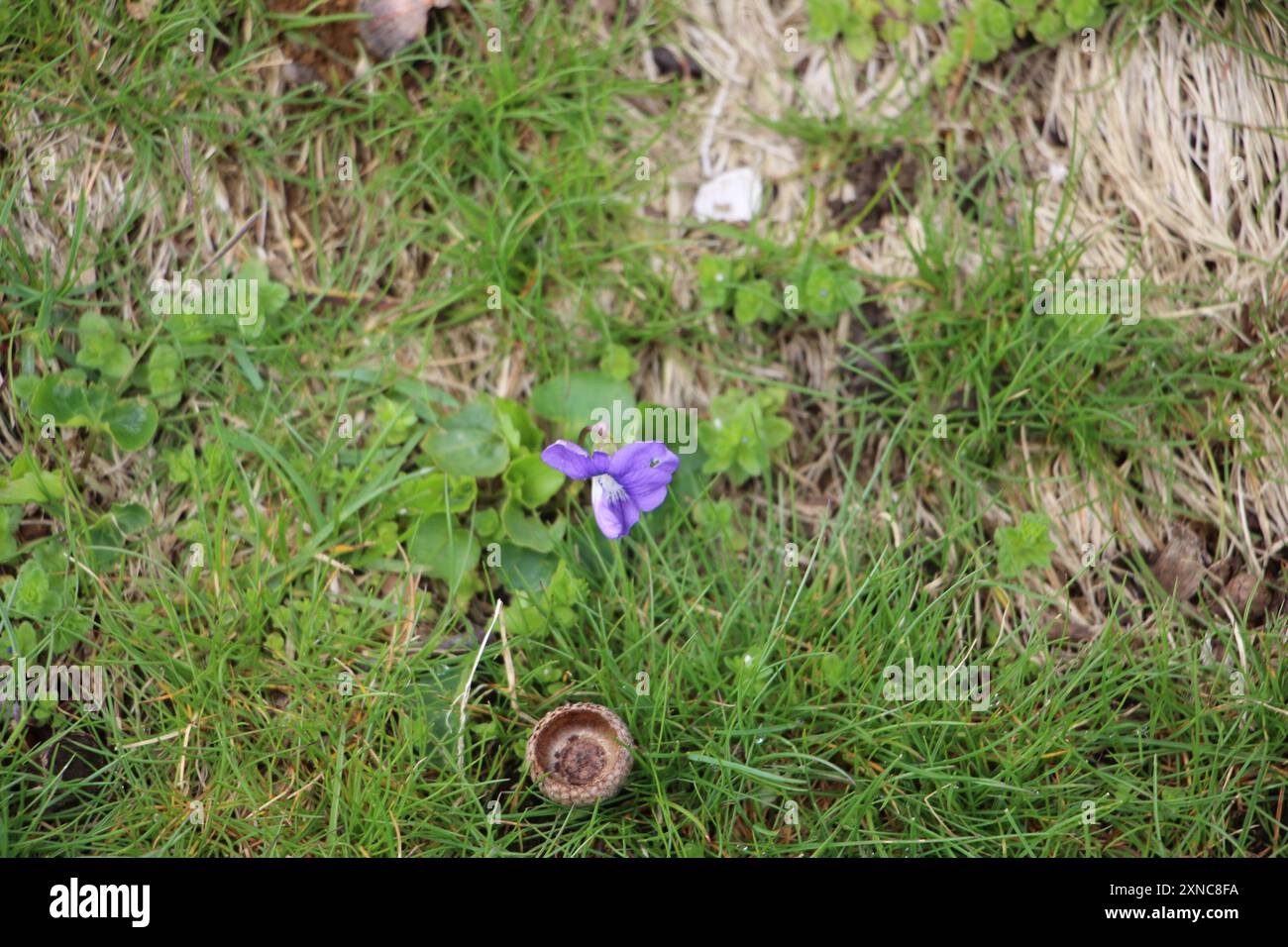 violets (Viola) Plantae Stock Photo - Alamy