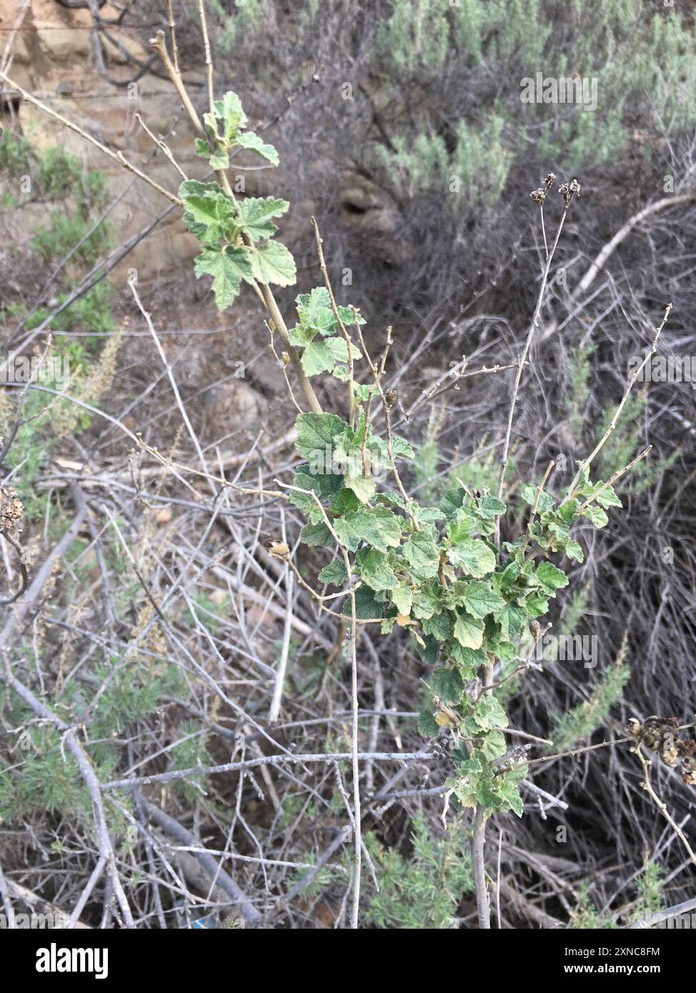 southern coastal bushmallow (Malacothamnus fasciculatus) Plantae Stock ...