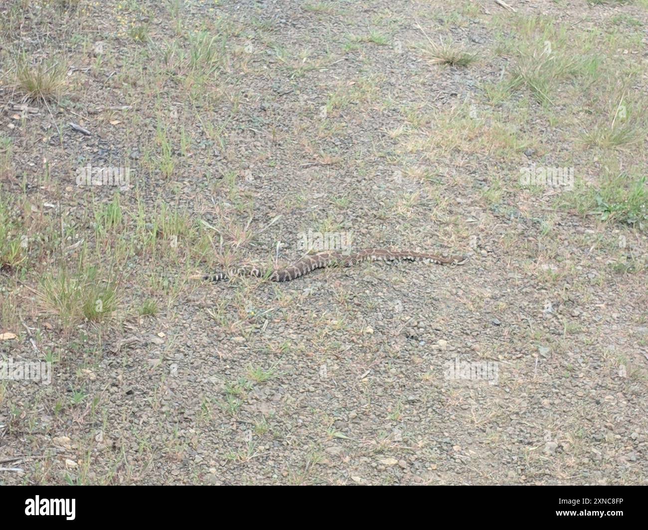 Northern Pacific Rattlesnake (Crotalus oreganus oreganus) Reptilia ...