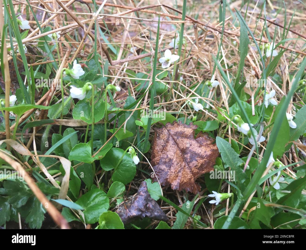 violets (Viola) Plantae Stock Photo - Alamy