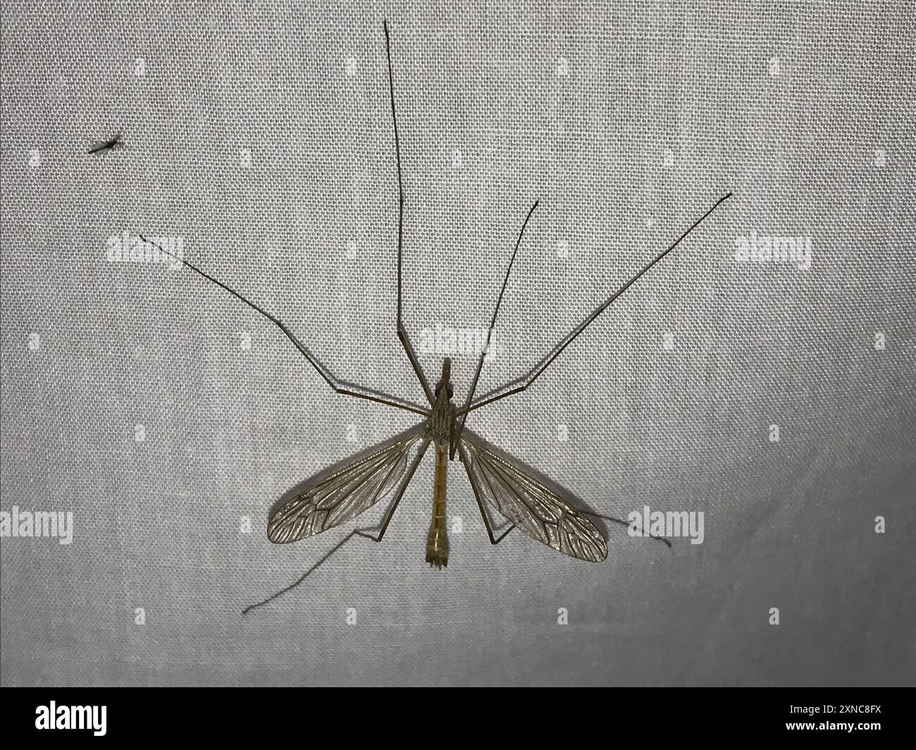 Crane Flies (Tipulomorpha) Insecta Stock Photo - Alamy