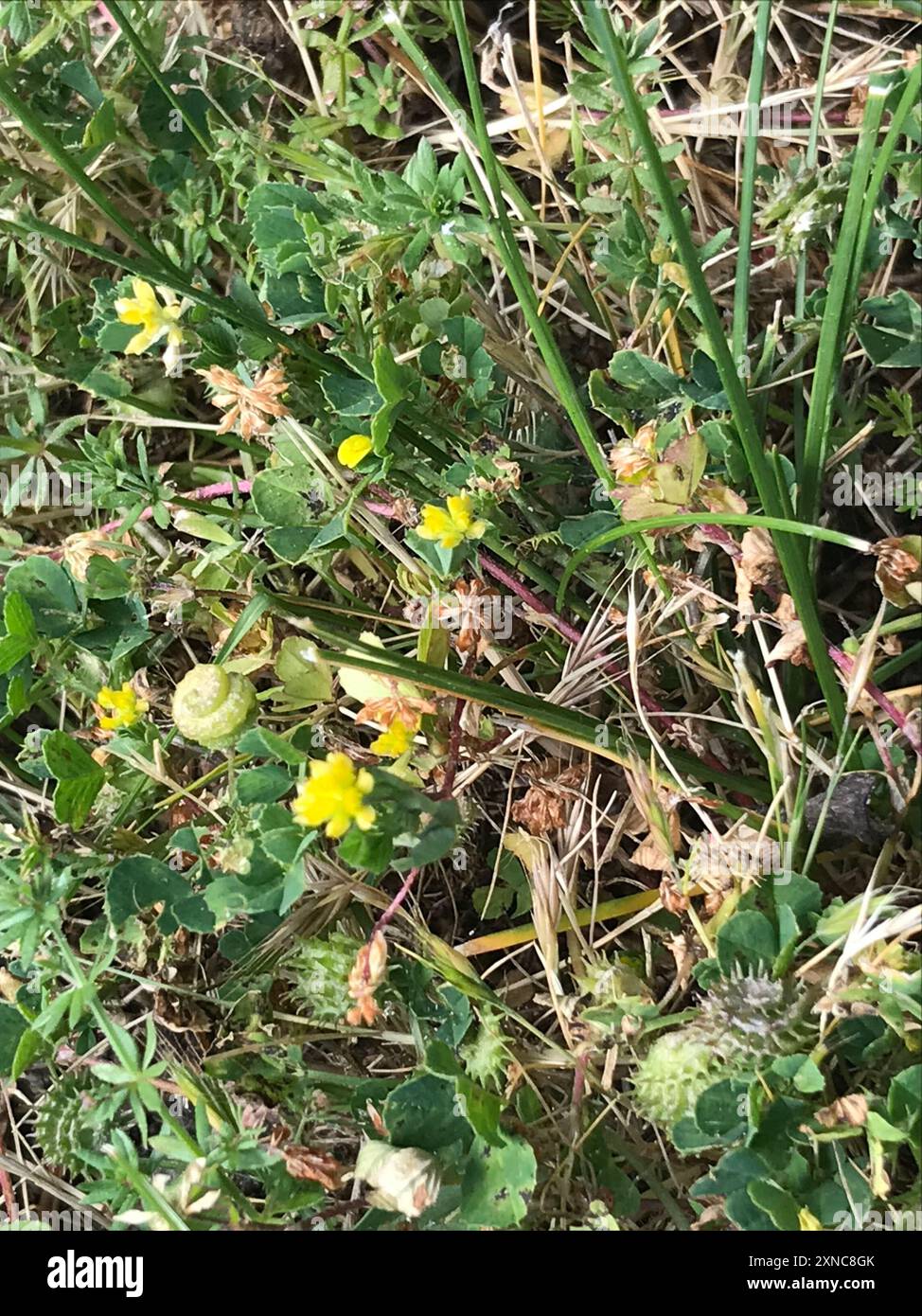 bur clover (Medicago polymorpha) Plantae Stock Photo - Alamy