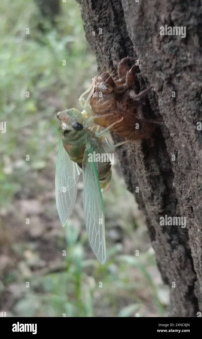 Neotibicen pruinosus hi-res stock photography and images - Alamy
