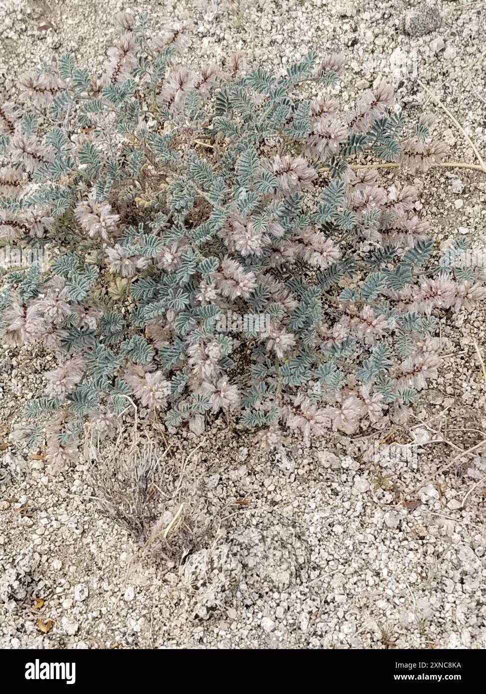 soft prairie clover (Dalea mollissima) Plantae Stock Photo - Alamy