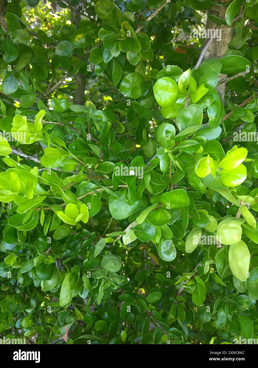 White Indigoberry (Randia aculeata) Plantae Stock Photo - Alamy