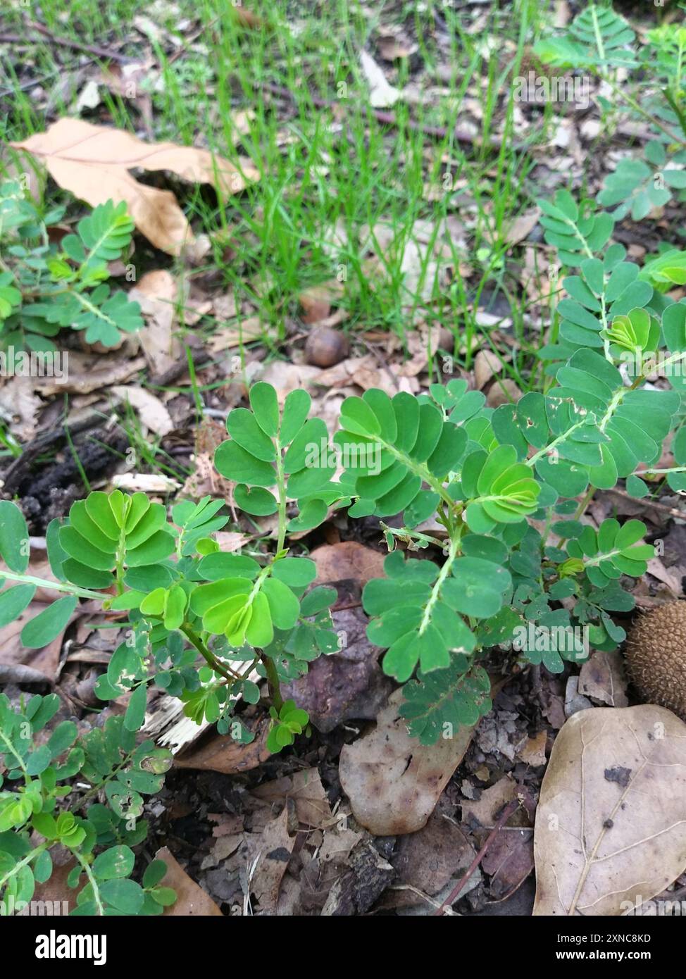 Chamberbitter (Phyllanthus urinaria) Plantae Stock Photo - Alamy