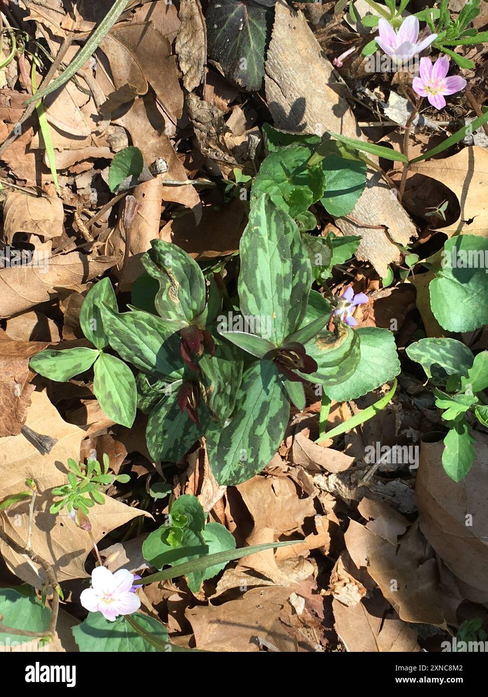 toadshade (Trillium sessile) Plantae Stock Photo - Alamy