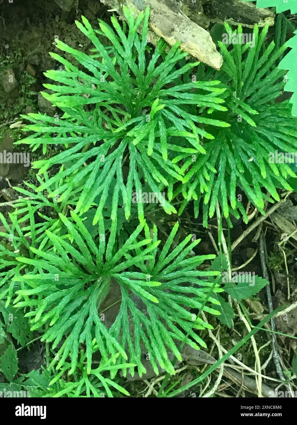 fan clubmoss (Diphasiastrum digitatum) Plantae Stock Photo - Alamy