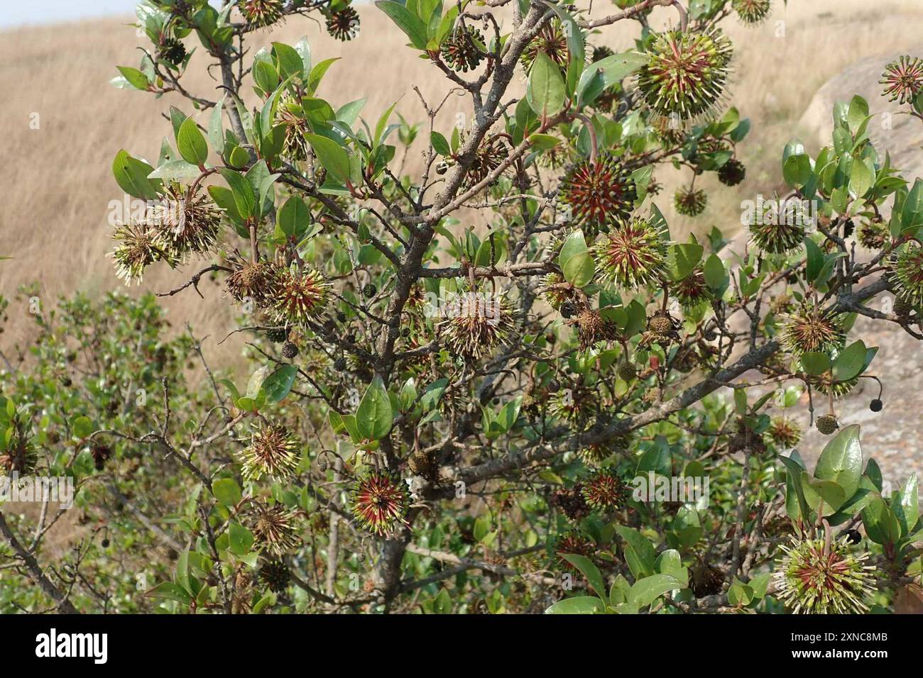 African Strawberry-Tree (Cephalanthus natalensis) Plantae Stock Photo ...
