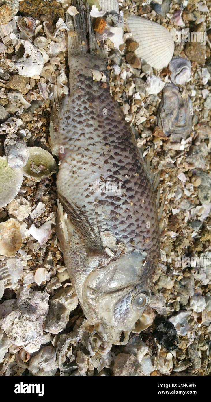 Perch-like Fishes (Perciformes) Actinopterygii Stock Photo - Alamy