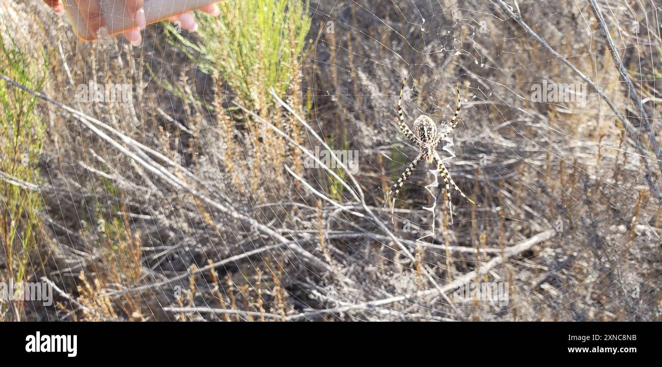 Banded Garden Spider (Argiope trifasciata) Arachnida Stock Photo - Alamy