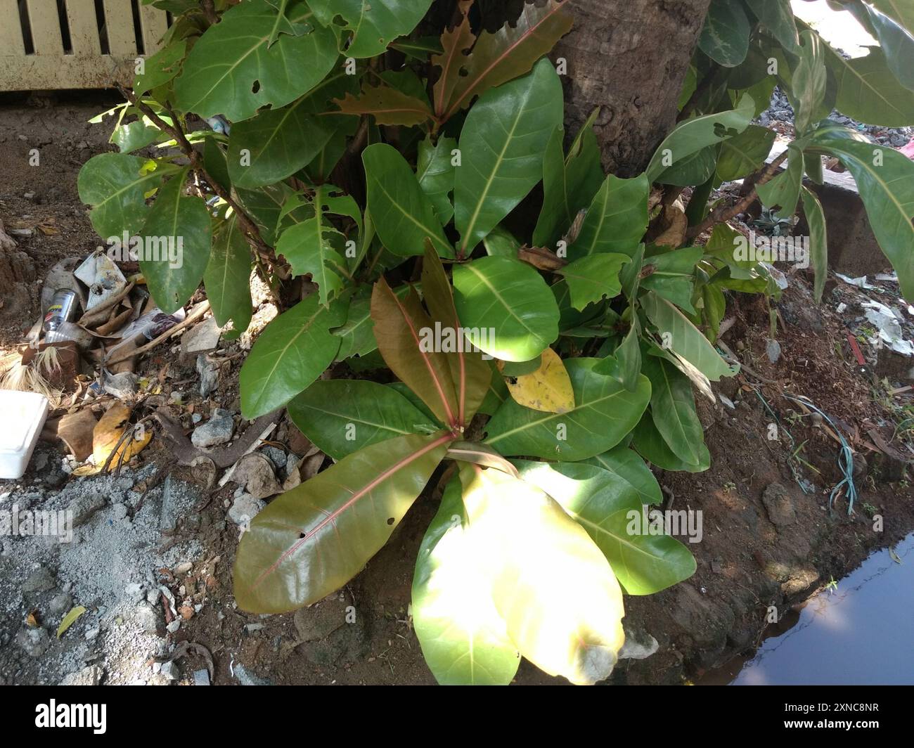 Fish Poison Tree (Barringtonia asiatica) Plantae Stock Photo - Alamy