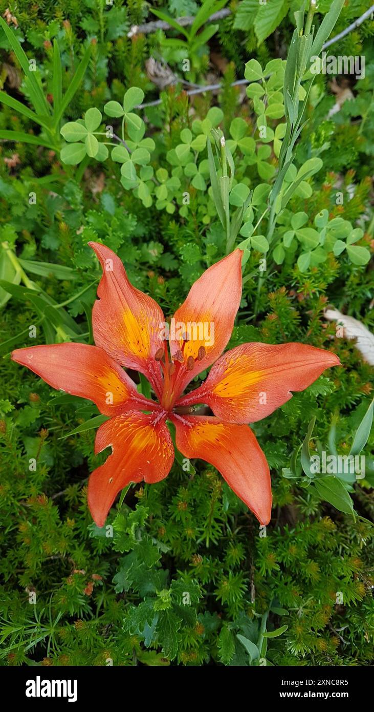 fire lily (Lilium bulbiferum) Plantae Stock Photo - Alamy