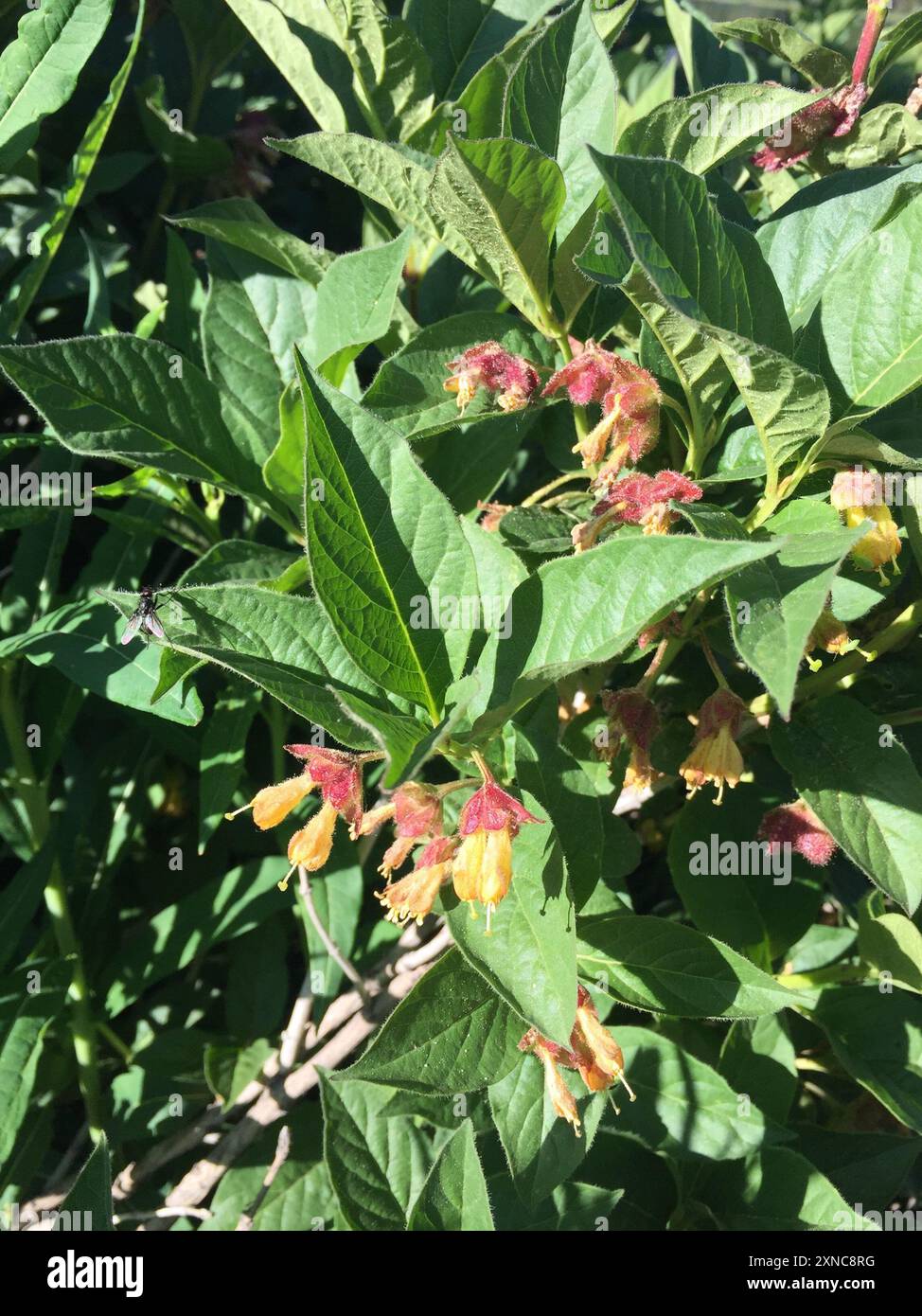 twinberry honeysuckle (Lonicera involucrata) Plantae Stock Photo - Alamy
