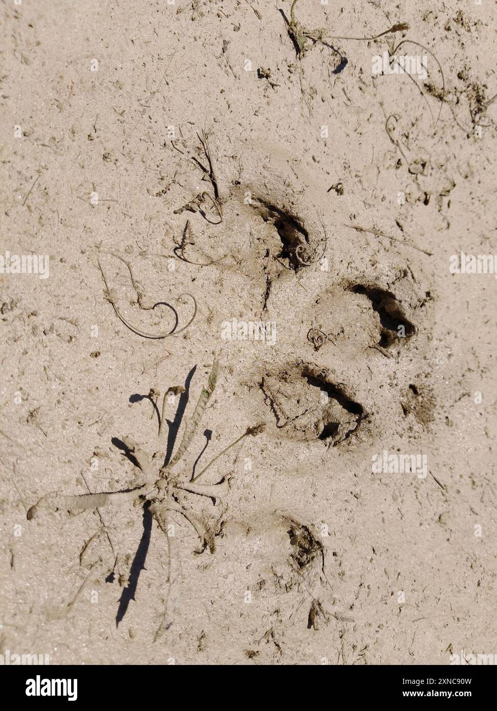 Lagomorphs (Lagomorpha) Mammalia Stock Photo - Alamy