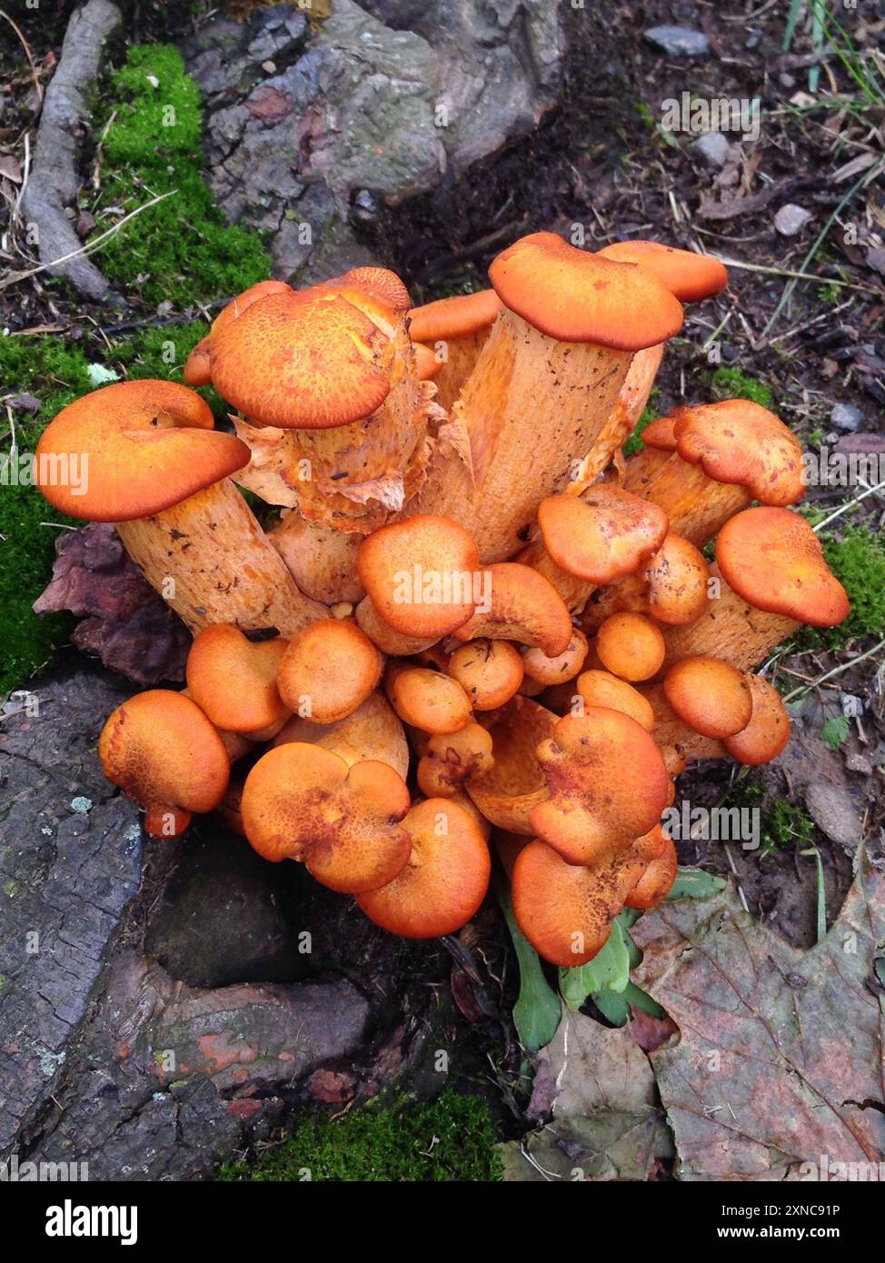 Eastern American jack-o'-lantern (Omphalotus illudens) Fungi Stock ...