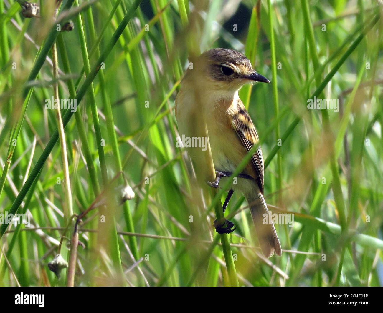 Bearded Tachurí (Polystictus pectoralis) Aves Stock Photo - Alamy