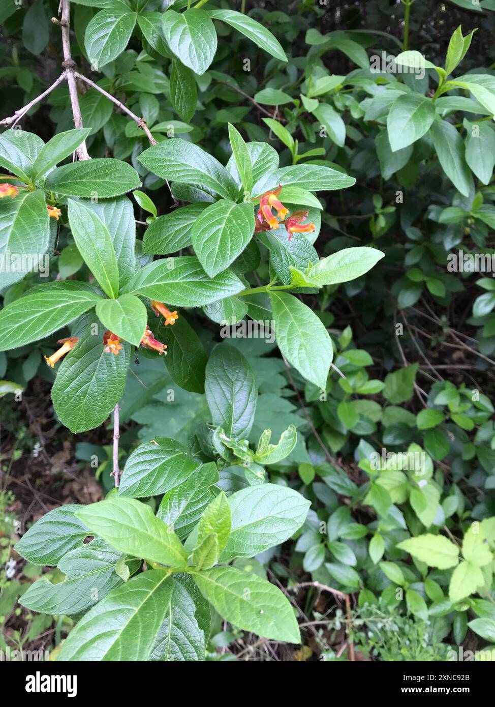 twinberry honeysuckle (Lonicera involucrata) Plantae Stock Photo - Alamy
