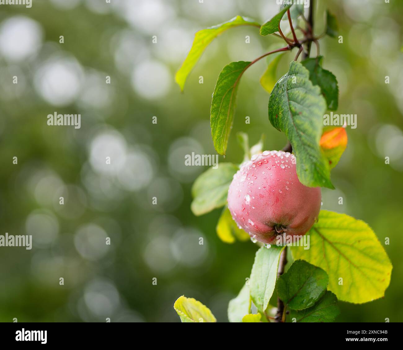 Apple with rain drops background. Ripening apple fruits on branches in ...