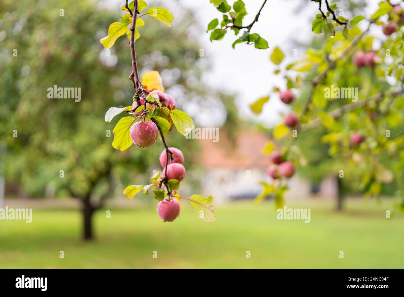 Apple with rain drops background. Ripening apple fruits on branches in ...