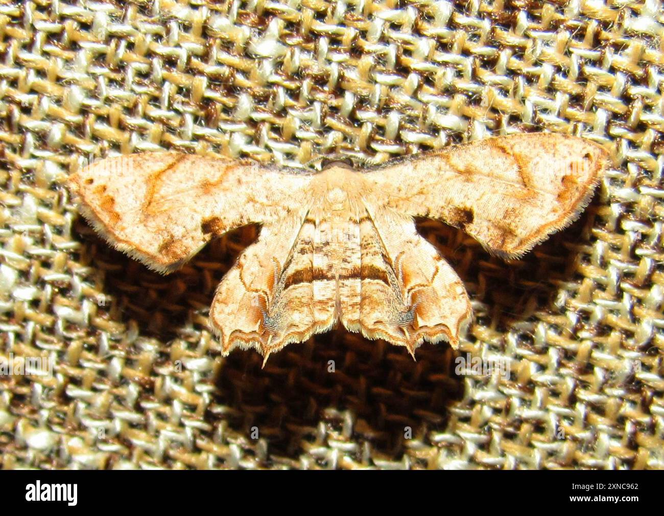 Epiplema hi-res stock photography and images - Alamy
