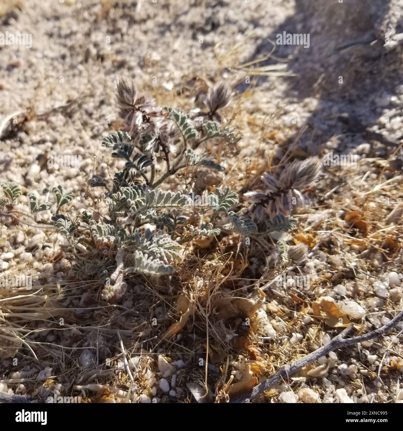 soft prairie clover (Dalea mollissima) Plantae Stock Photo - Alamy