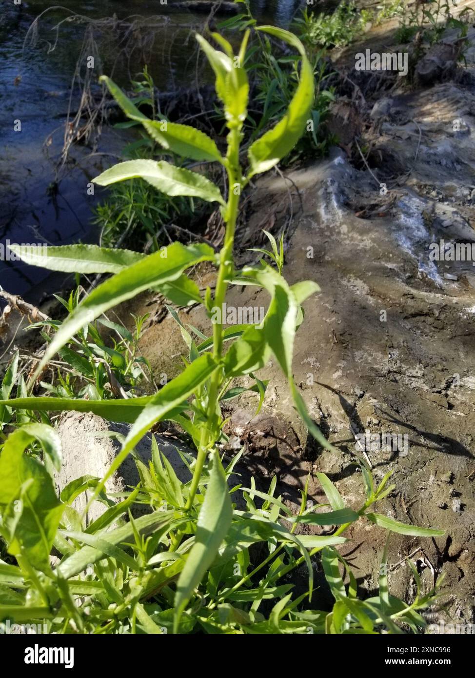 Goodding's willow (Salix gooddingii) Plantae Stock Photo - Alamy