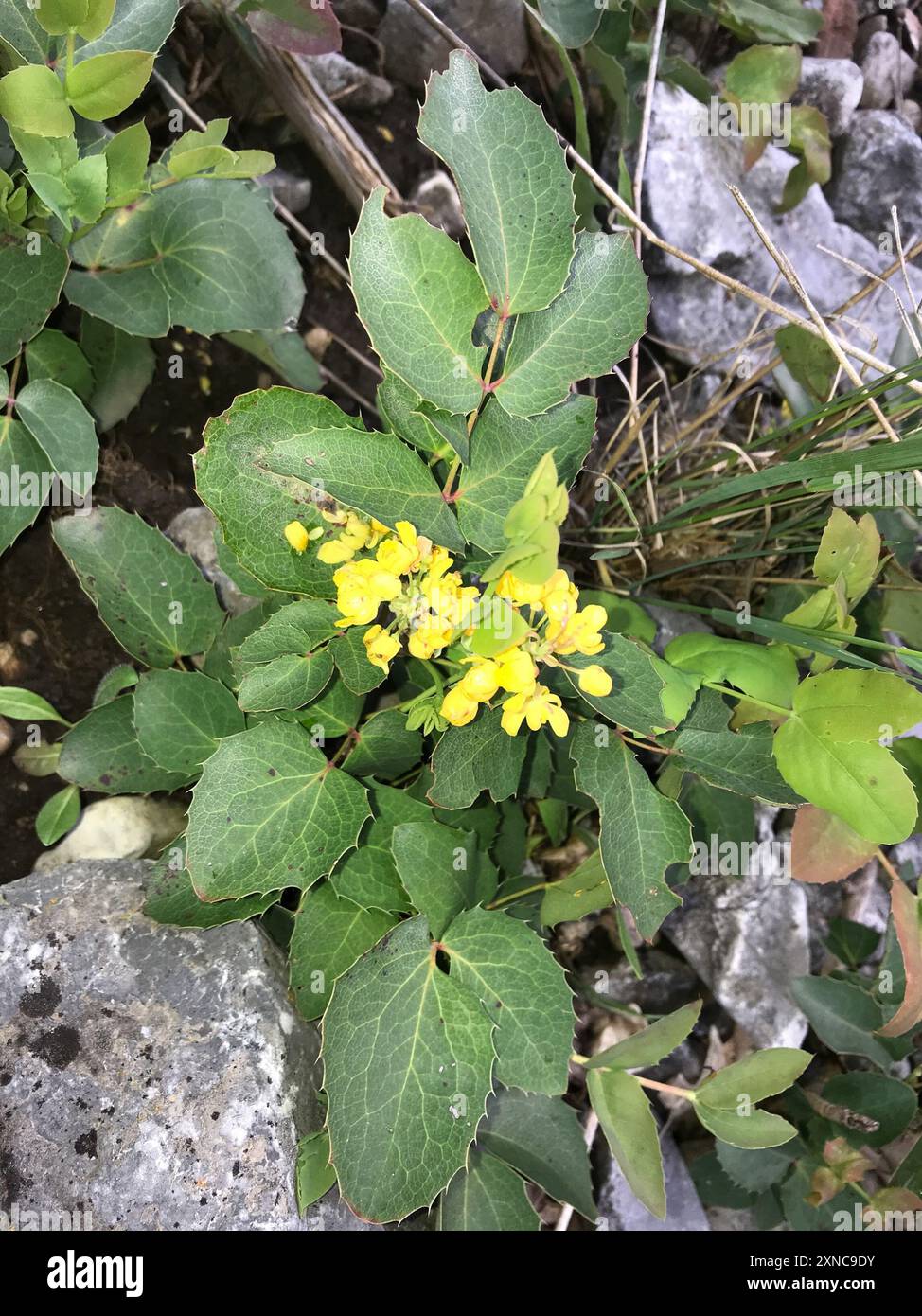 creeping mahonia (Berberis repens) Plantae Stock Photo - Alamy