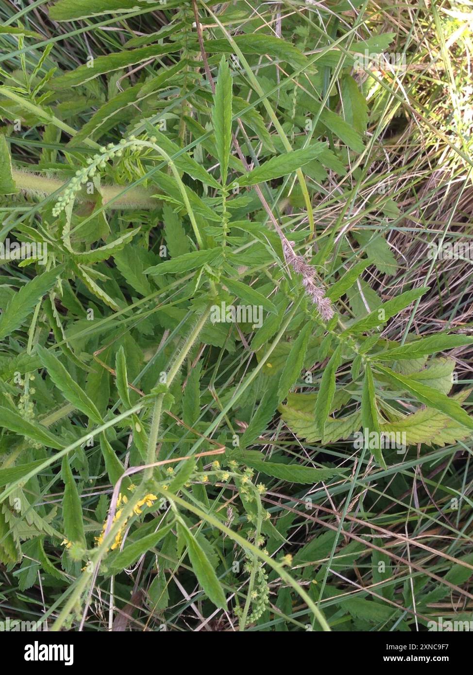 swamp agrimony (Agrimonia parviflora) Plantae Stock Photo - Alamy