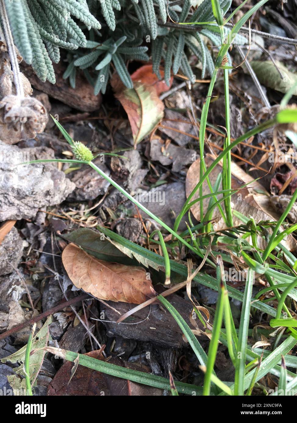 Shortleaf Spikesedge (Cyperus brevifolius) Plantae Stock Photo - Alamy