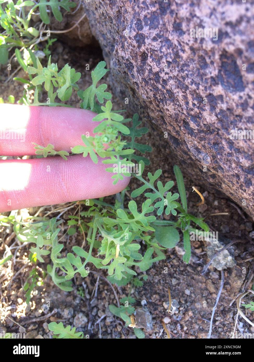 white fiesta flower (Pholistoma membranaceum) Plantae Stock Photo - Alamy