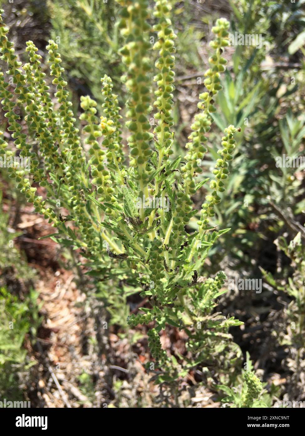 western ragweed (Ambrosia psilostachya) Plantae Stock Photo - Alamy