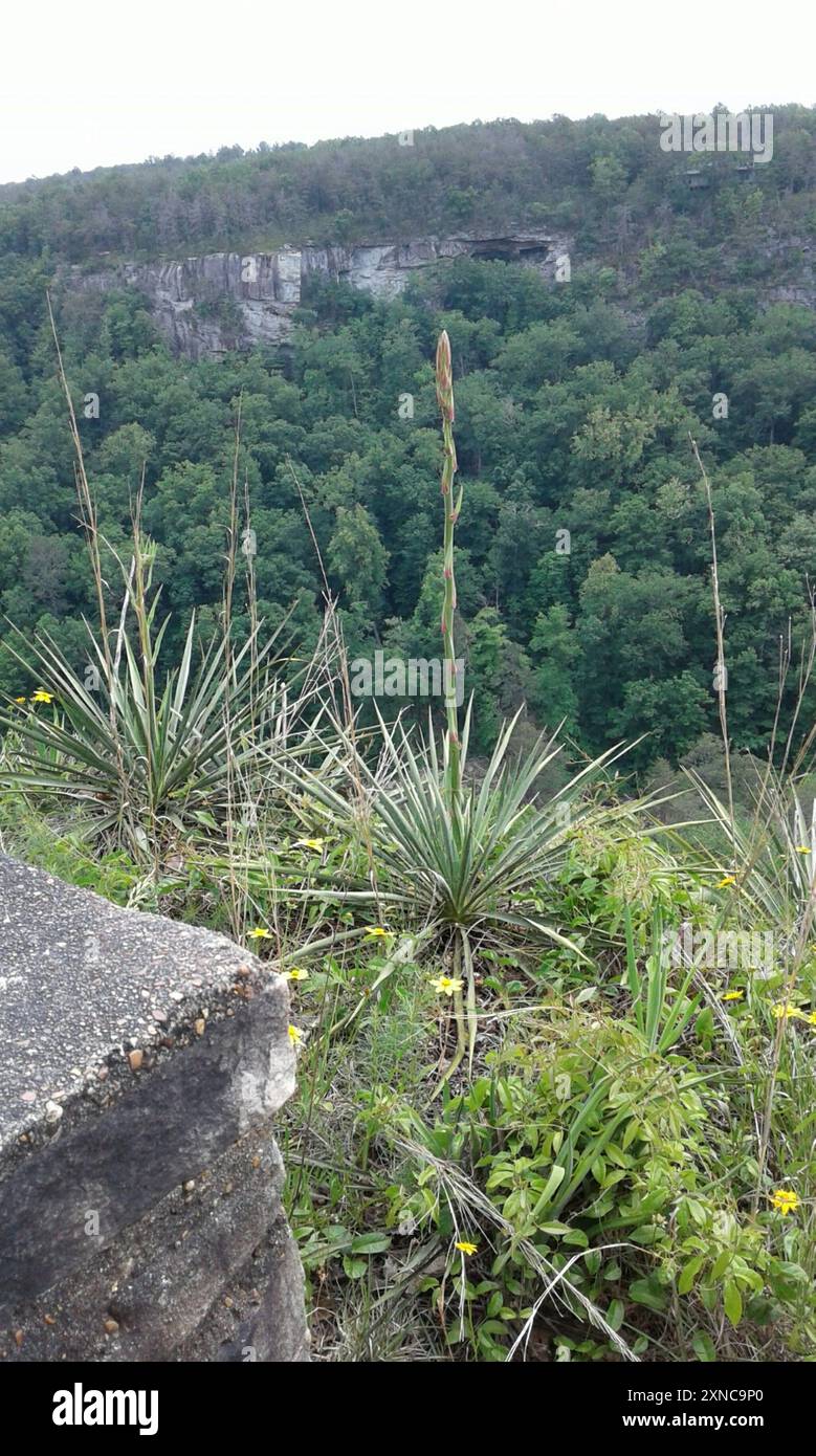common yucca (Yucca filamentosa) Plantae Stock Photo - Alamy