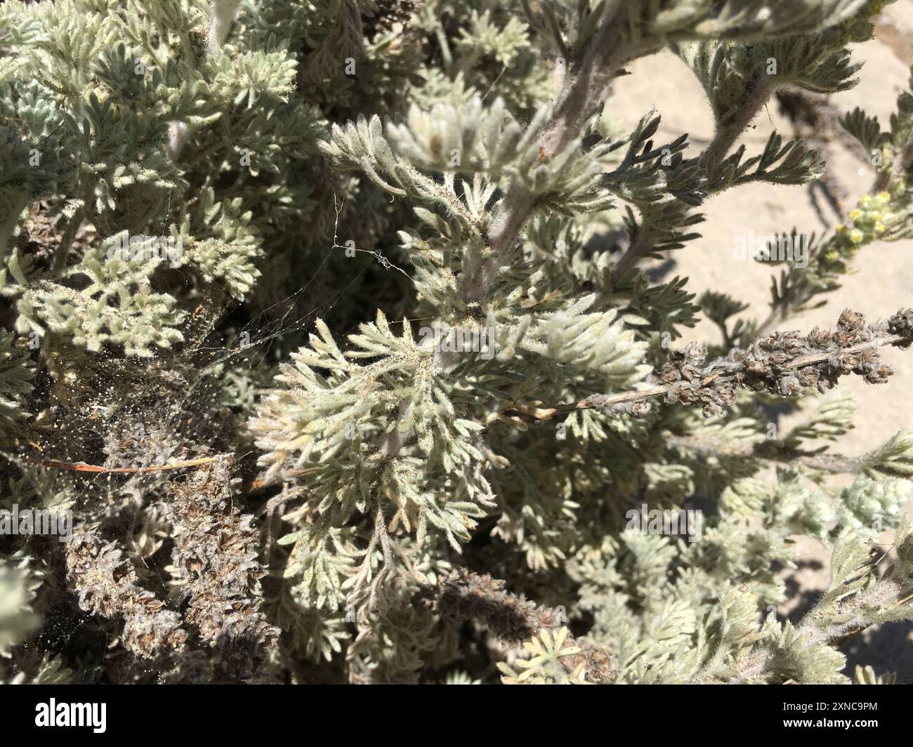coastal sagewort (Artemisia pycnocephala) Plantae Stock Photo - Alamy