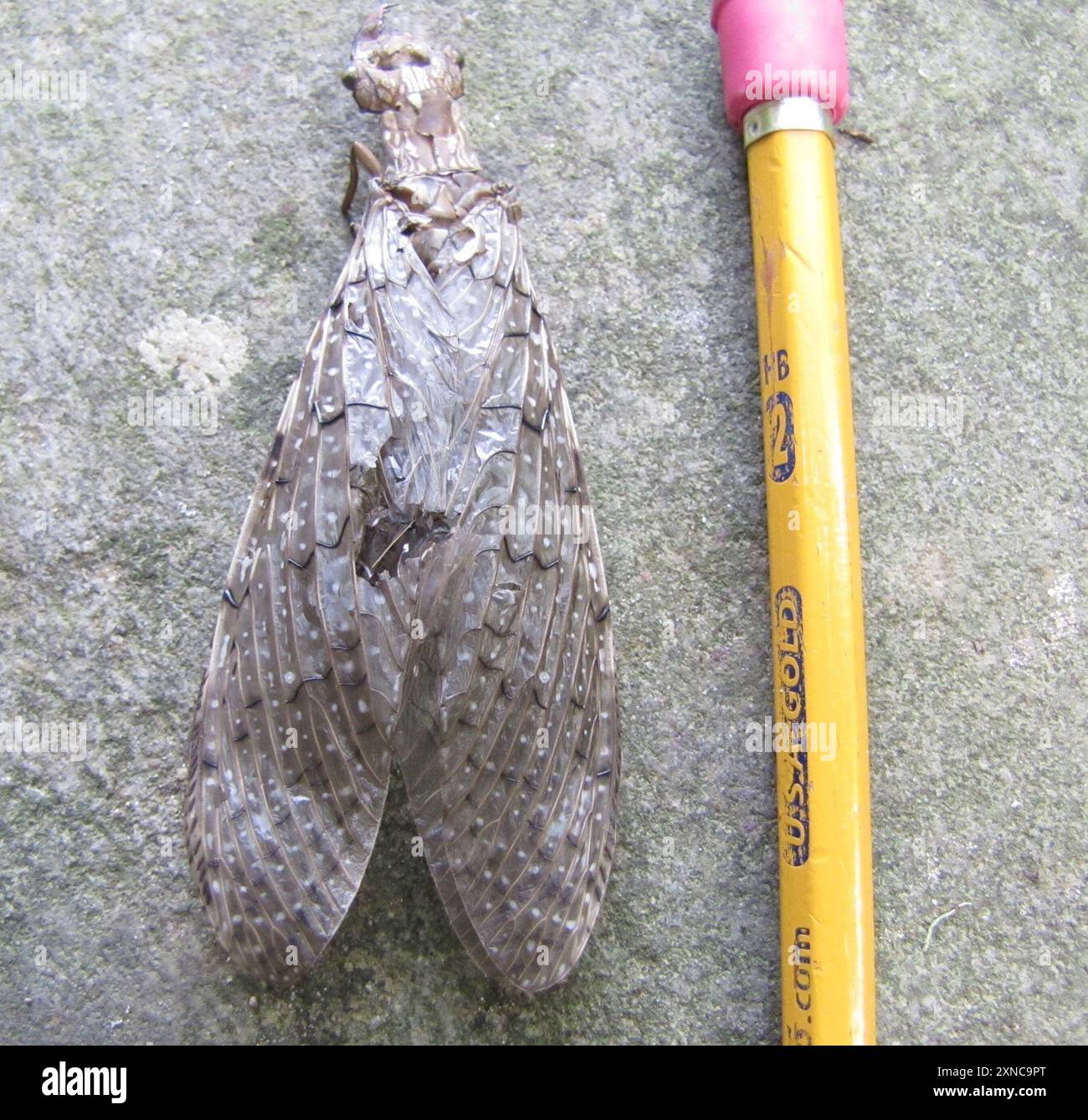 Eastern Dobsonfly (Corydalus cornutus) Insecta Stock Photo - Alamy