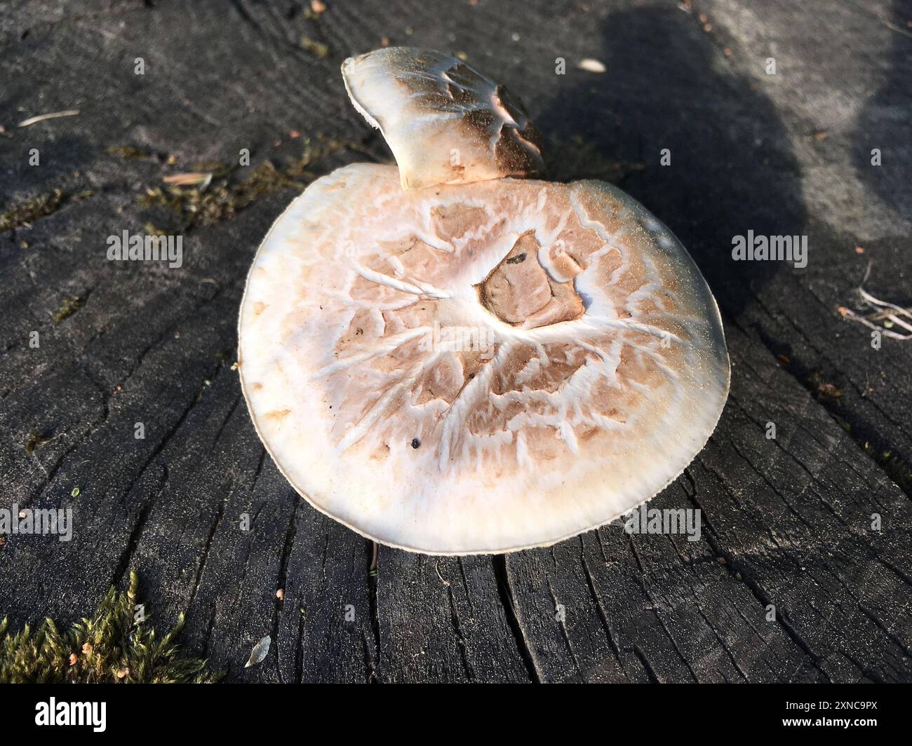 Trainwrecker (Neolentinus lepideus) Fungi Stock Photo - Alamy