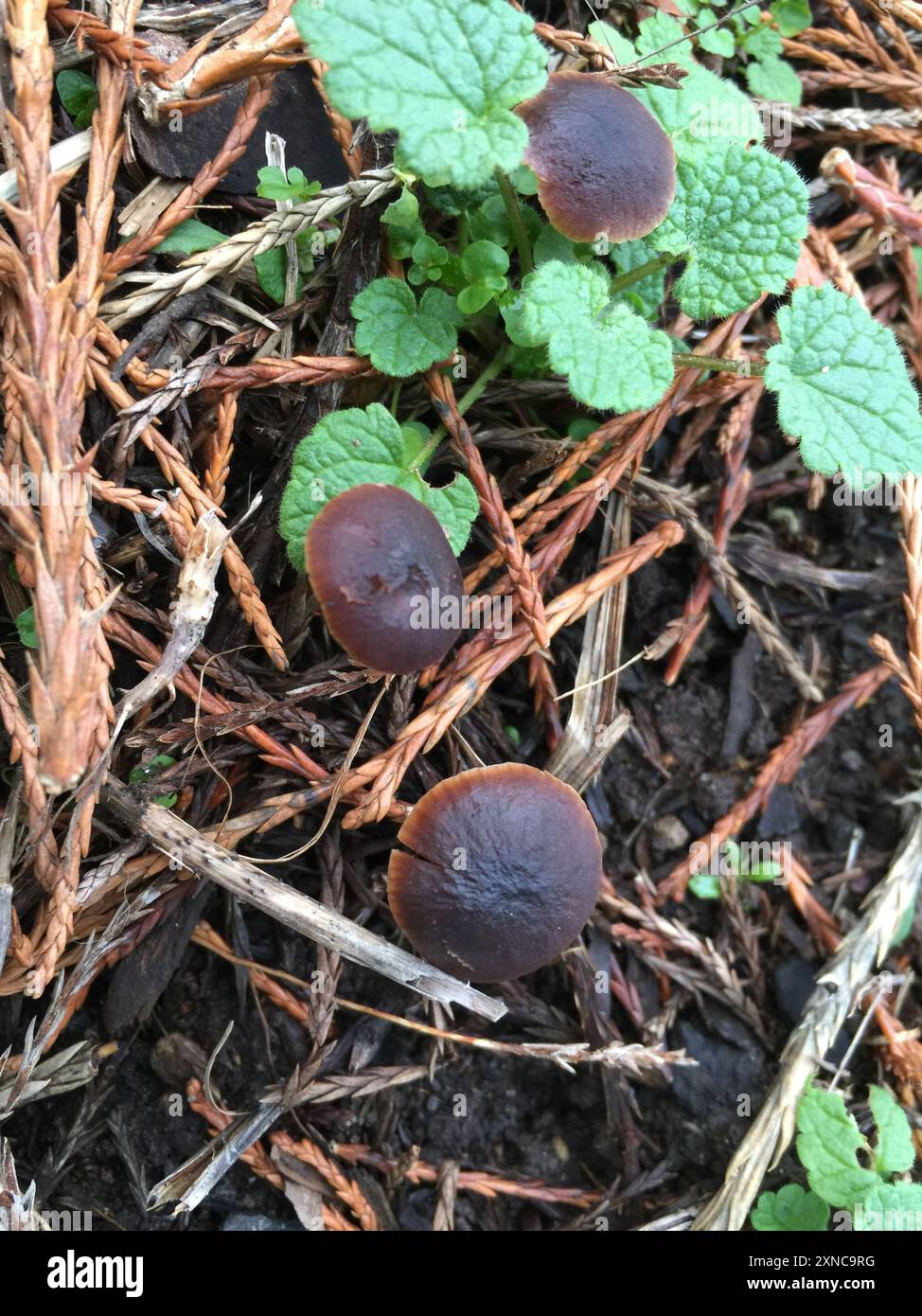 Cucumber Cap (Macrocystidia cucumis) Fungi Stock Photo - Alamy