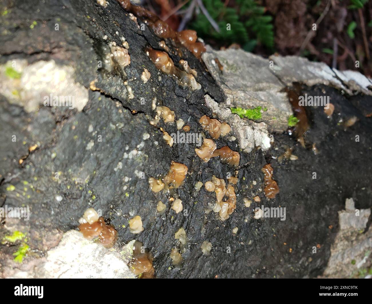 Crystal Brain Fungus (Myxarium nucleatum) Fungi Stock Photo - Alamy
