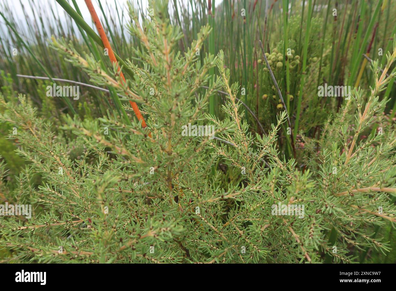 Common Marsh Sillyberry (Grubbia rosmarinifolia rosmarinifolia) Plantae ...