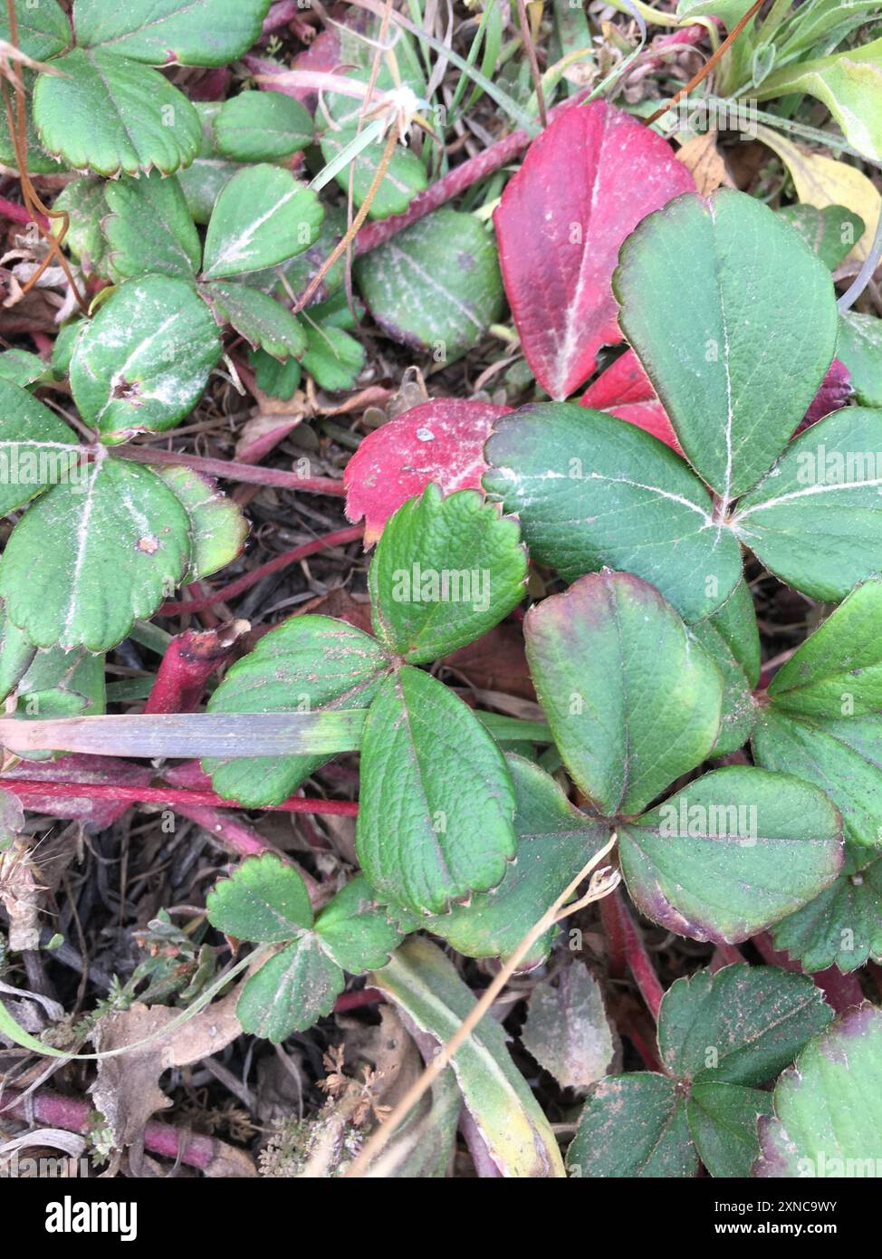 beach strawberry (Fragaria chiloensis) Plantae Stock Photo - Alamy