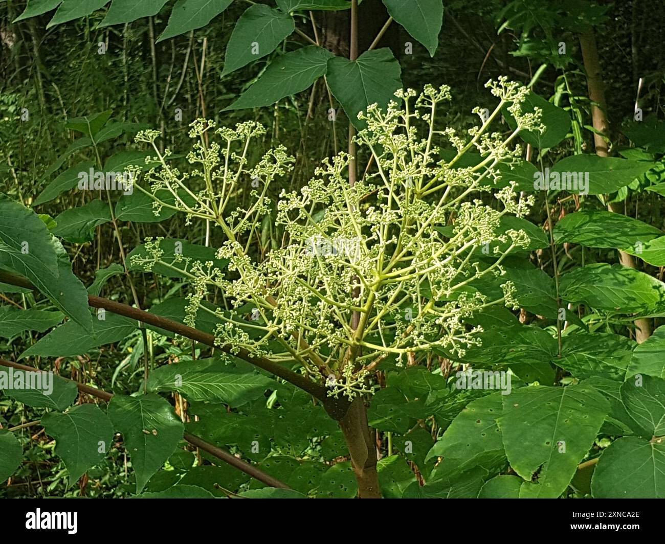 Japanese angelica tree (Aralia elata) Plantae Stock Photo - Alamy