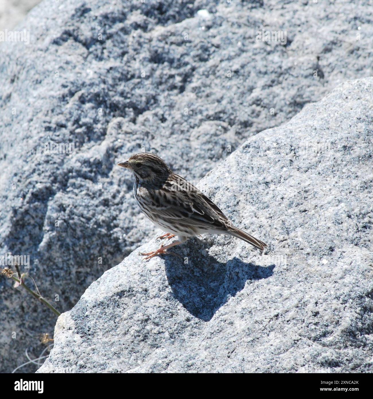 Savannah Sparrow (Passerculus sandwichensis) Aves Stock Photo - Alamy