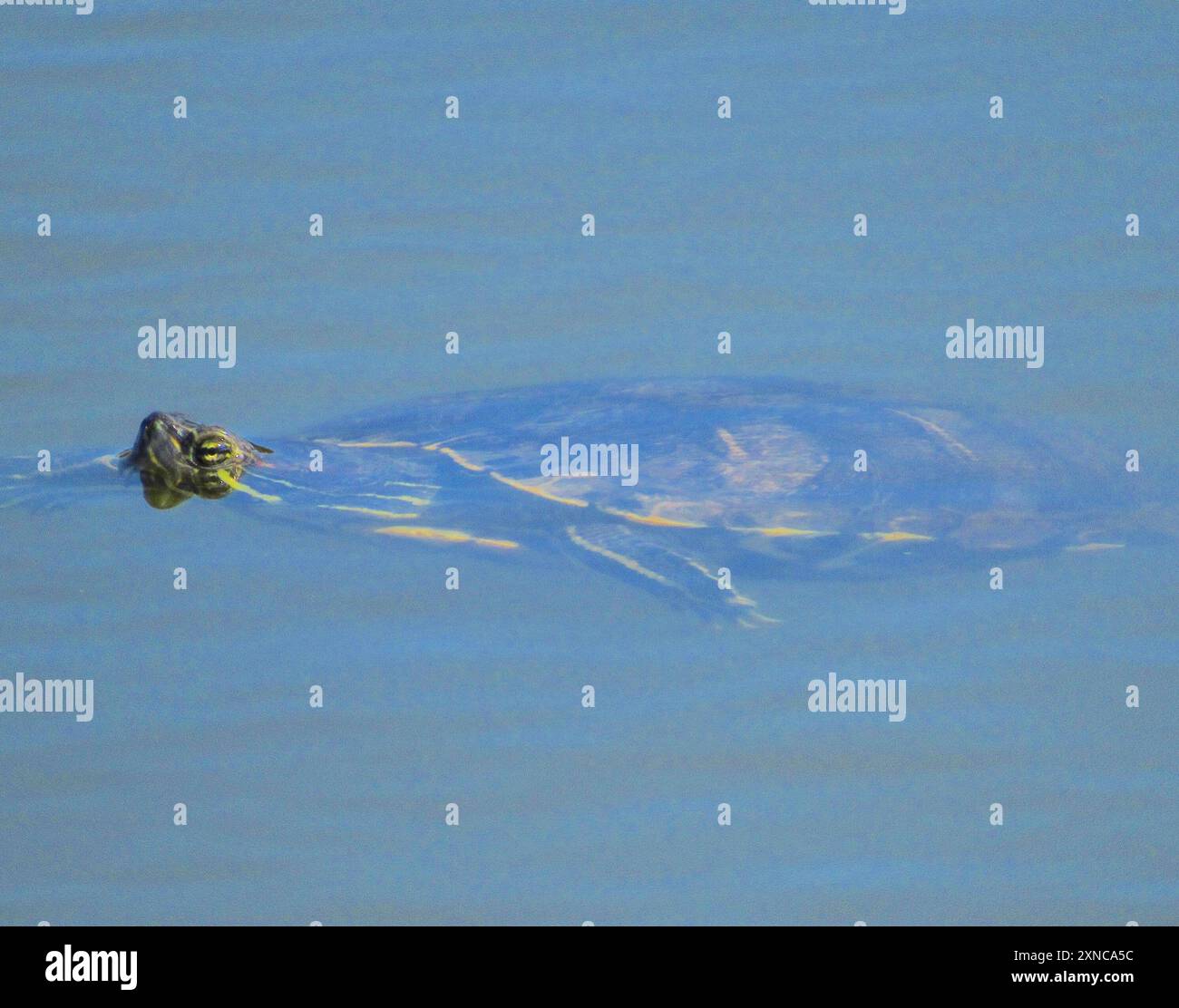 Trachemys dorbigni dorbigni hi-res stock photography and images - Alamy