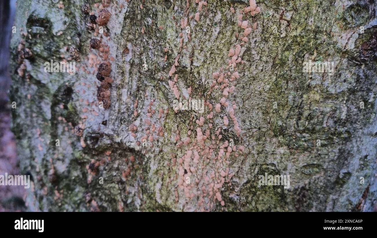 Beech Scale (Cryptococcus fagisuga) Insecta Stock Photo - Alamy