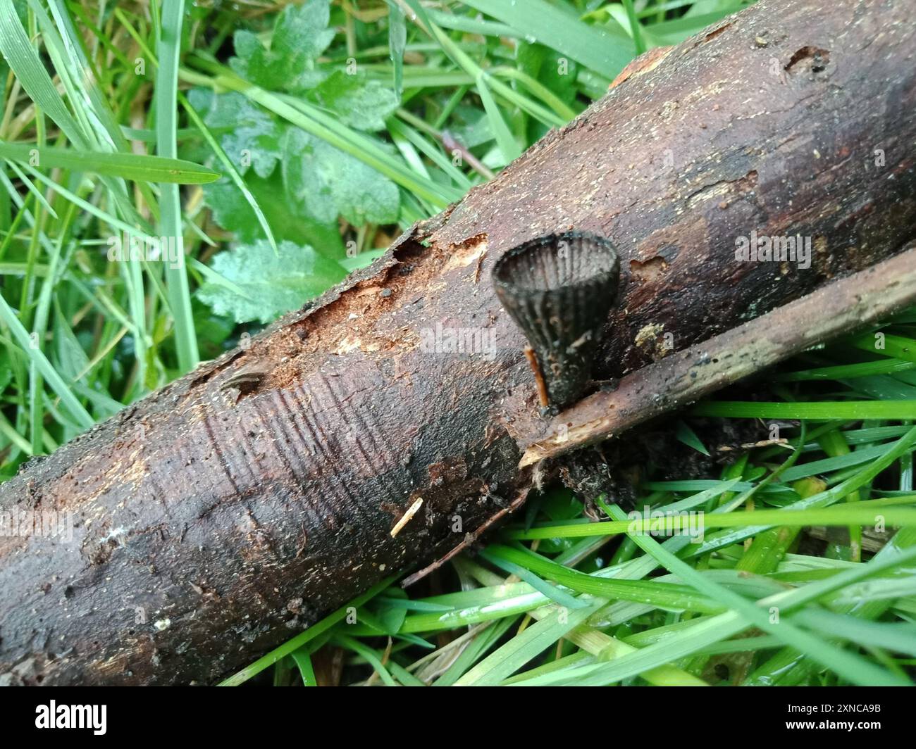 fluted bird's nest fungus (Cyathus striatus) Fungi Stock Photo - Alamy