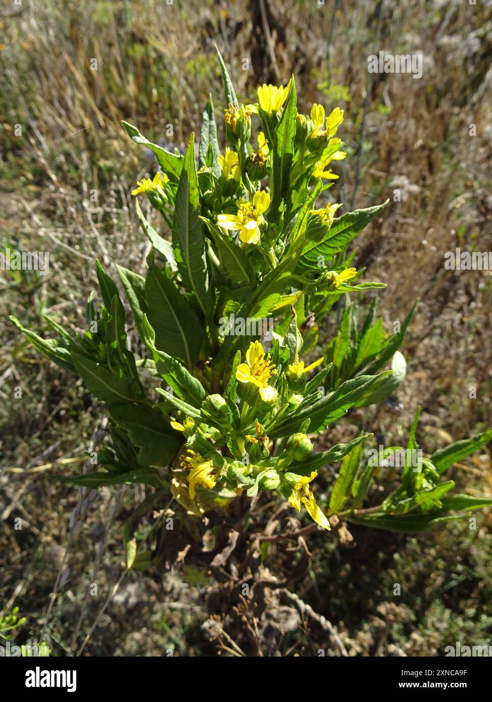 Niger (Guizotia abyssinica) Plantae Stock Photo - Alamy